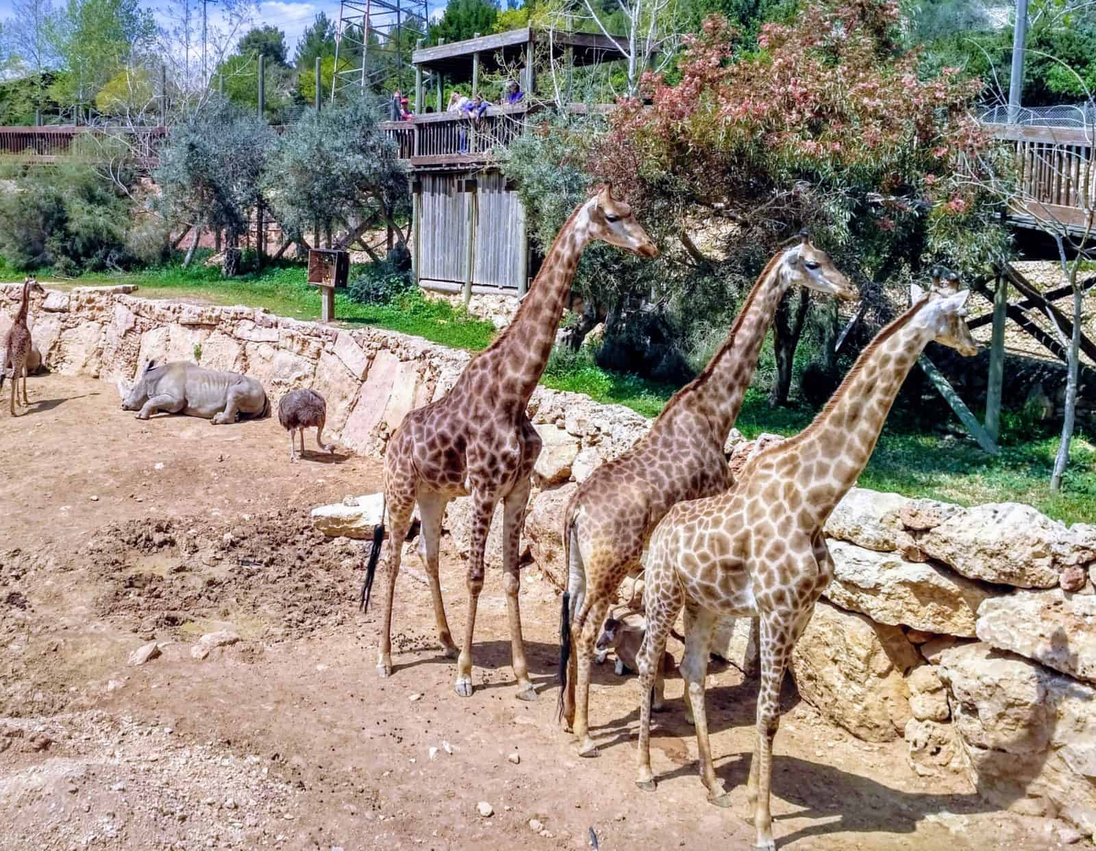 Jerusalem Biblical Zoo: Fun without Cruelty - merry-go-round. slowly