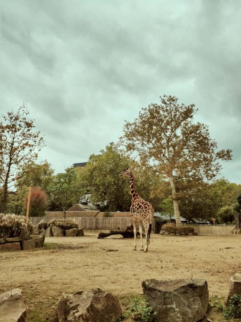 Antwerp Zoo: Tickets, Prices and Other Practicalities - merry-go-round ...