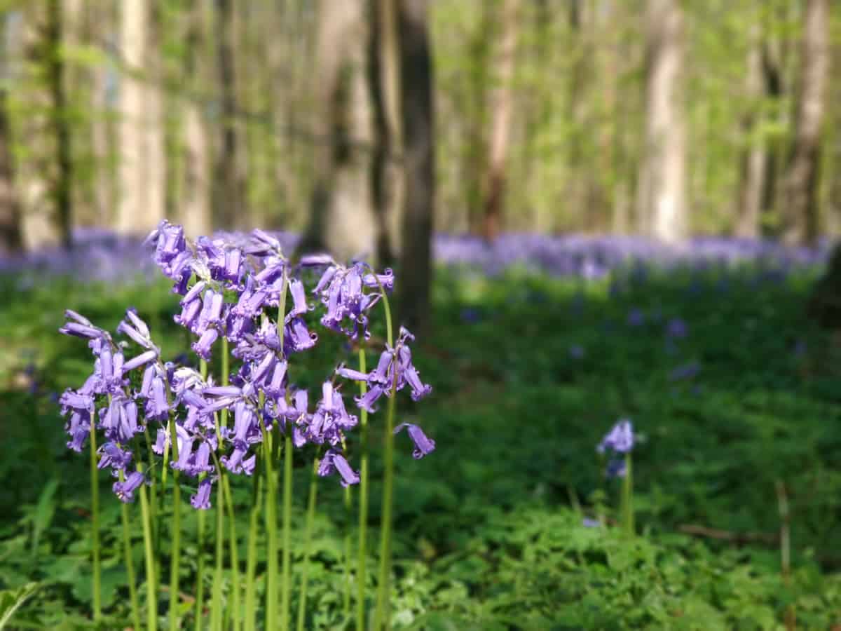 Visiting the Bluebell Forest: Hallerbos, Belgium - merry-go-round. slowly
